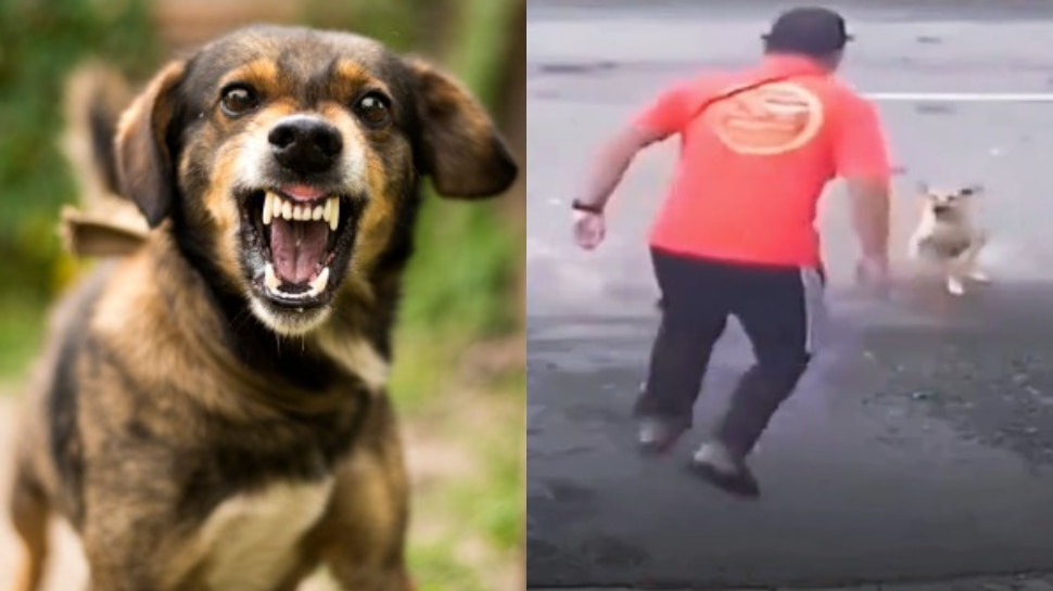 Man dancing Infront of angry stray dog funny video viral pa | Video ...