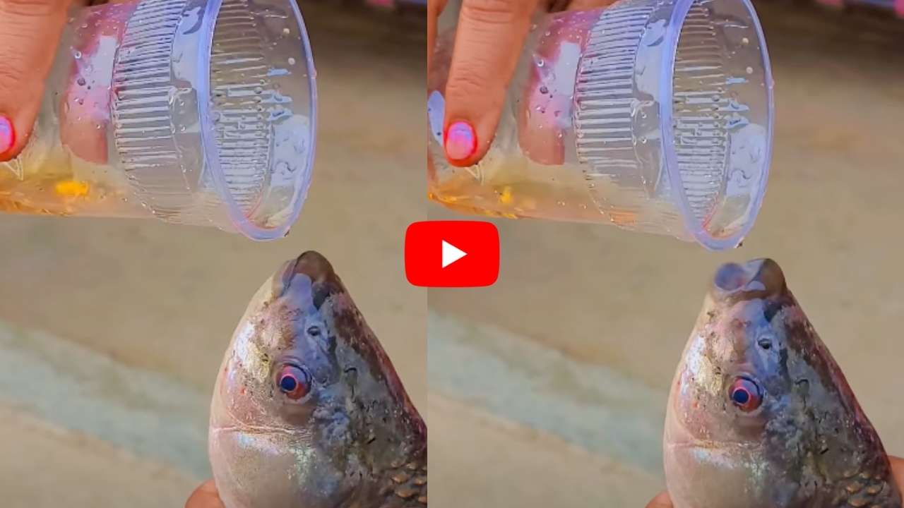 Fish Drinks Alcohol from Plastic Glass Video Is Trends | మందు కొట్టిన ...