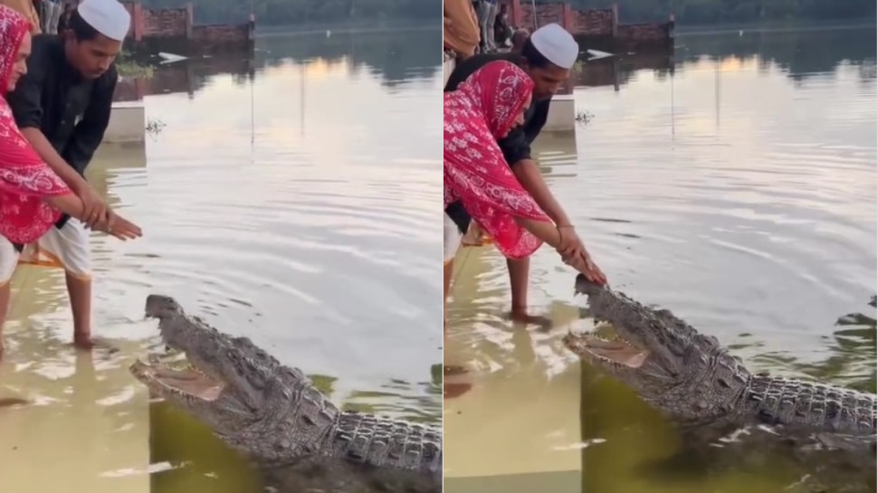Muslim couple worshipping huge crocodile near river side video viral pa ...