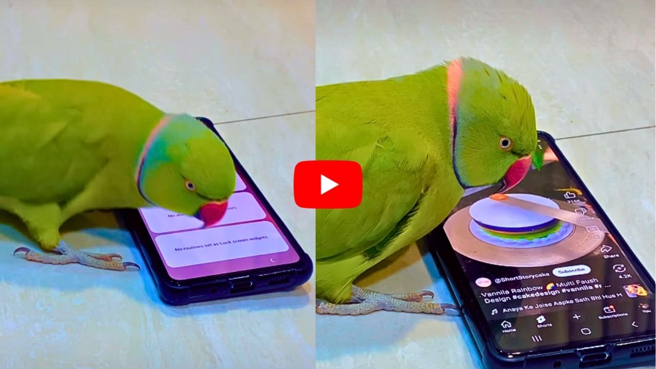 Viral Video: Amazing Parrot Using Smartphone Goes Viral on Social Media ...