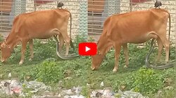 Cow Milk Viral Video News in Telugu, Latest Cow Milk Viral Video news ...