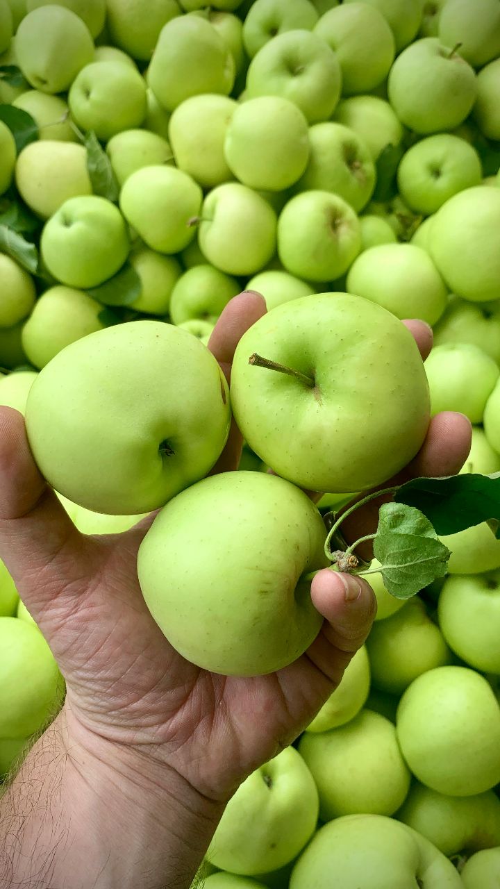 Why Green Apples Are Healthier Than Red Apples Health Secrets Revealed ...