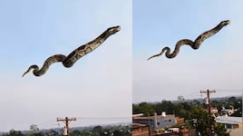 Huge python jumps into the air ai generated video viral pa | Python ...