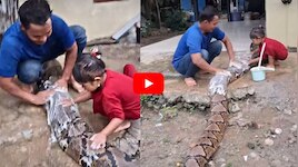 Man Bathes Giant Python With SOAP Alongside Child Video Viral | భారీ ...
