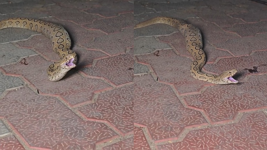 Big Python hulchul in apartment video goes viral on social media pa ...