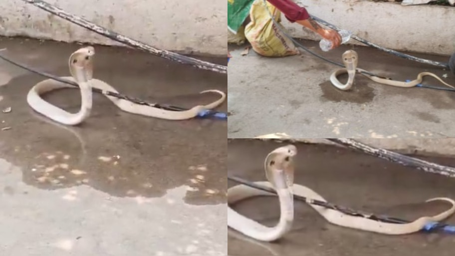 Summer Heatwave Effect Cobra rescued by snake catcher near Vemula Wada ...