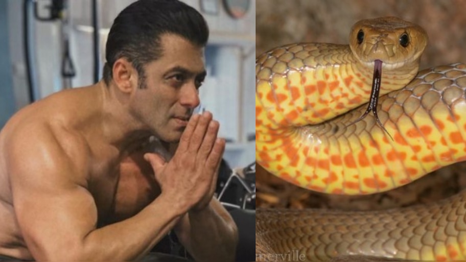Snake found at Actor salman khans galaxy apartment in Mumbai Video ...