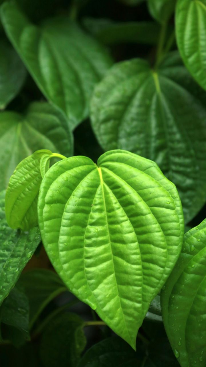 Betel leaf amazing eating health benefits in summer season pa |Betel ...