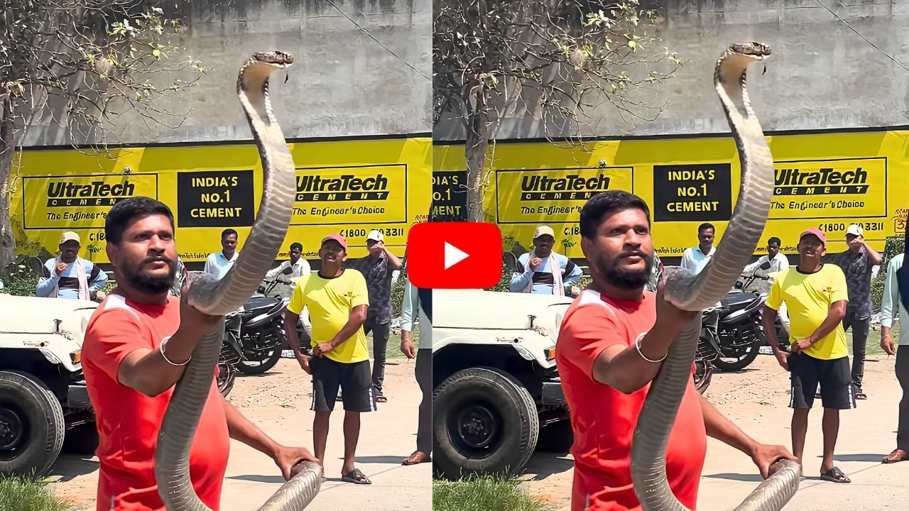 Man Risks Life To Catch 9-Foot King Cobra With Bare Hands Video Goes ...