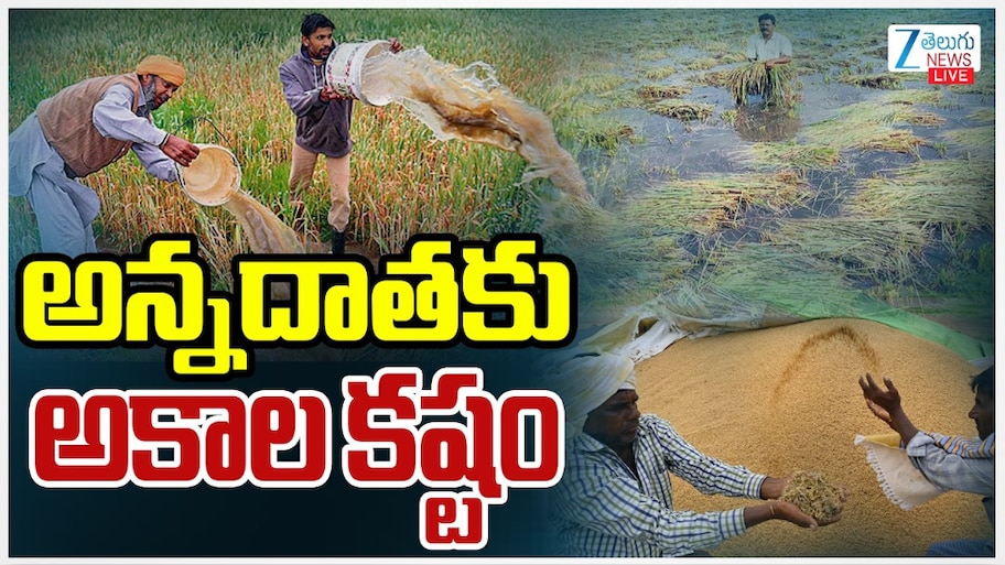 Telangana Farmers Paddy loss due to Telangana Unseasonal rains Full ...