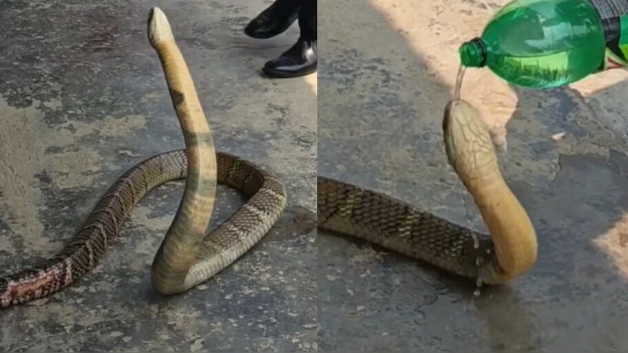 king cobra drinking water during his rescue video goes viral on social ...