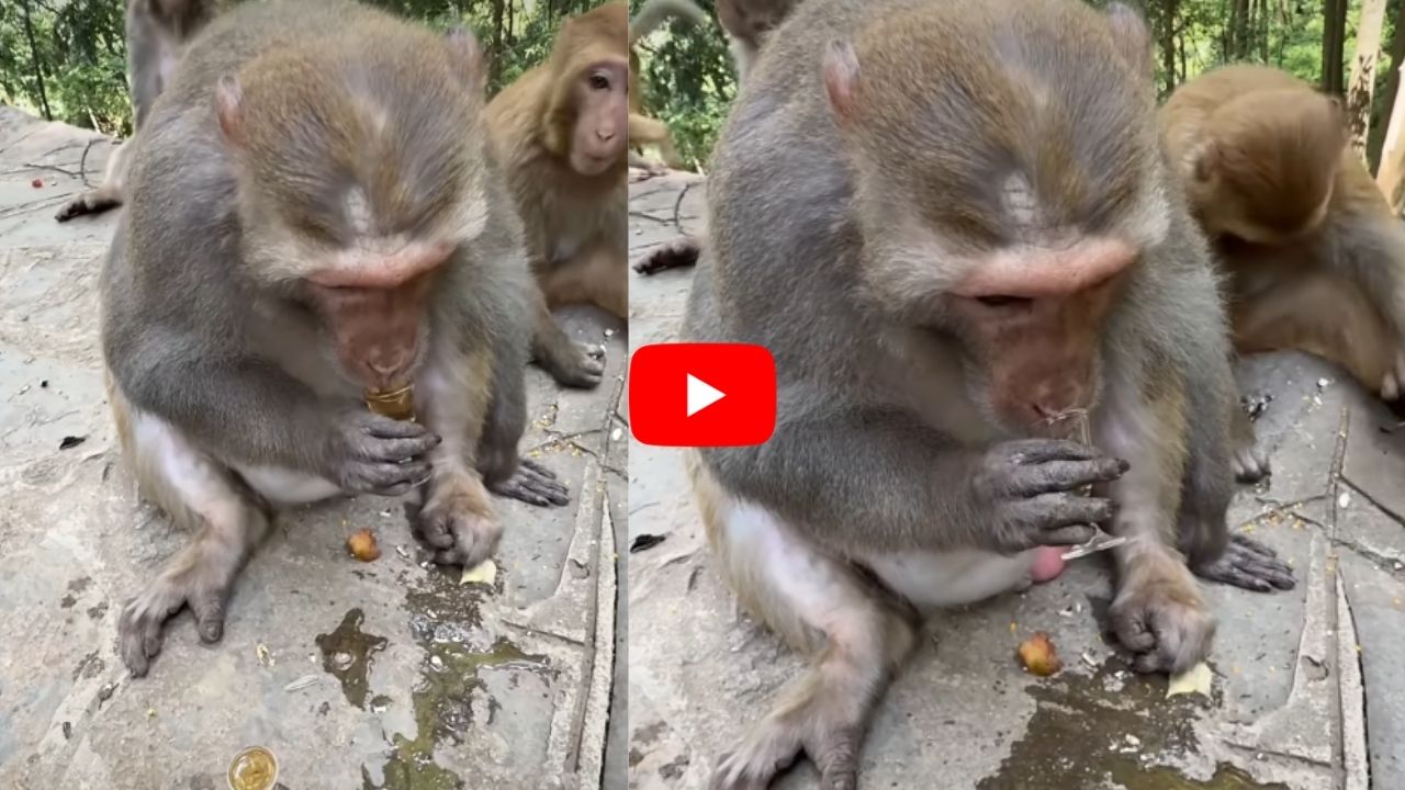 Monkey Forced To Drink Brandy Amid Heatwave Viral Video | కోతికి ...