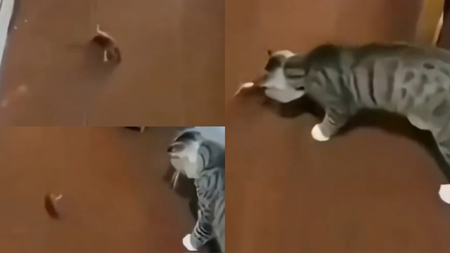 Rat acts like dead before cat funny video going viral on social media ...