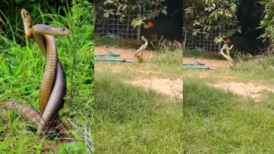 Snakes dance in Hyderabad ghmc office video going viral on social media ...