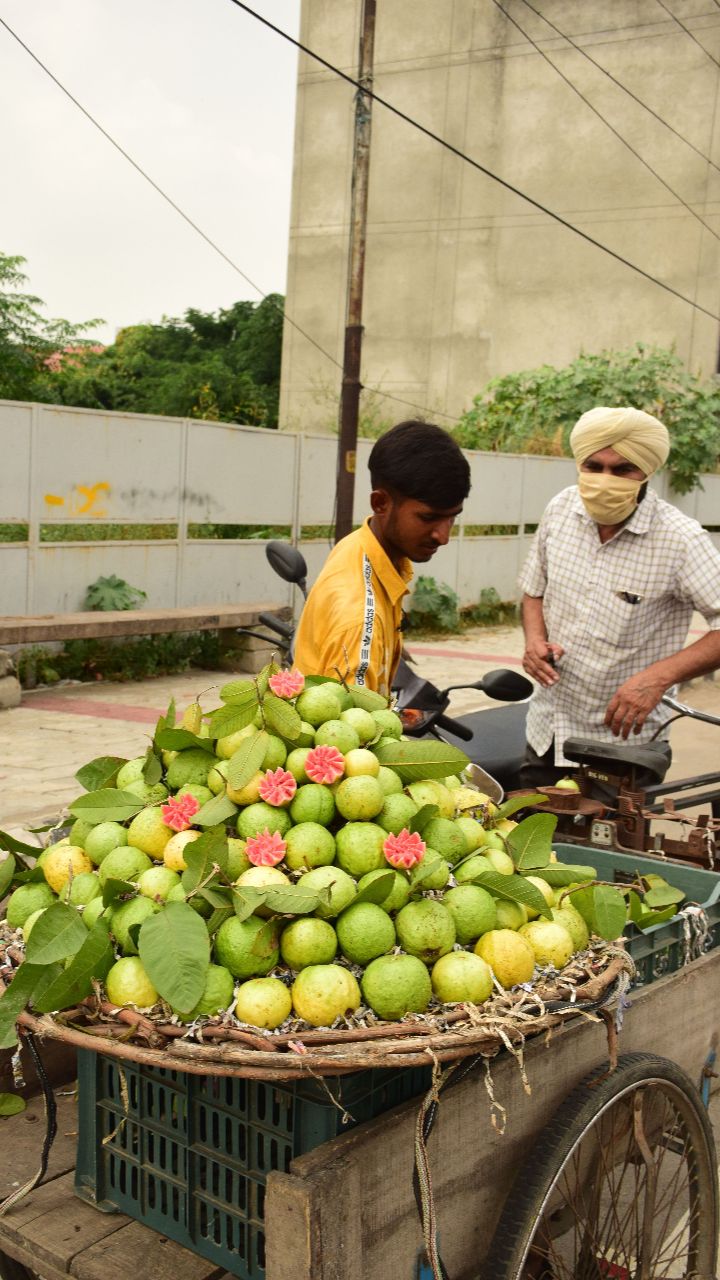 Is Guava Good for Health Risks and Who Should Avoid Eating It|Guava ...