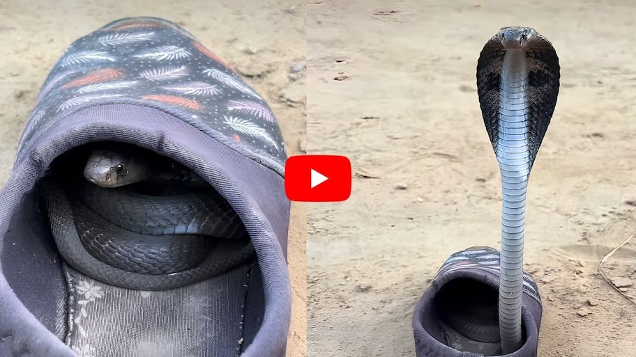 Venomous Snake Inside Shoe Sparks Terror Online Video Viral | బాబోయ్ ...