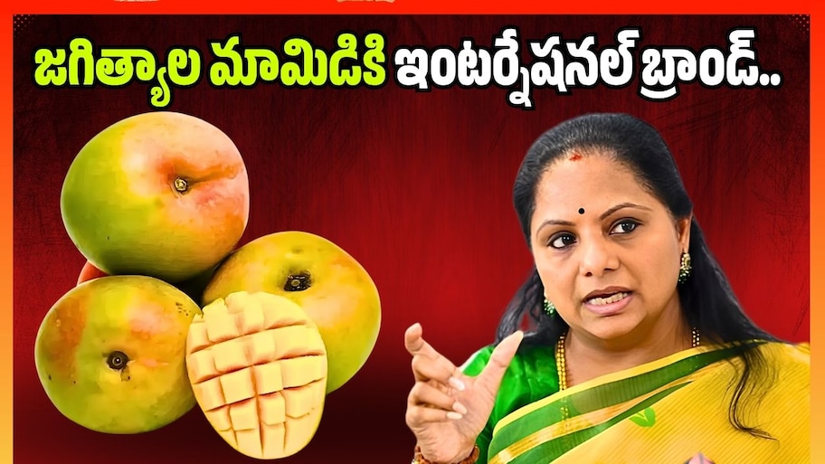 Jagtial Mangoes Have Global Brand Image Says TRS Leader Kalvakuntla ...