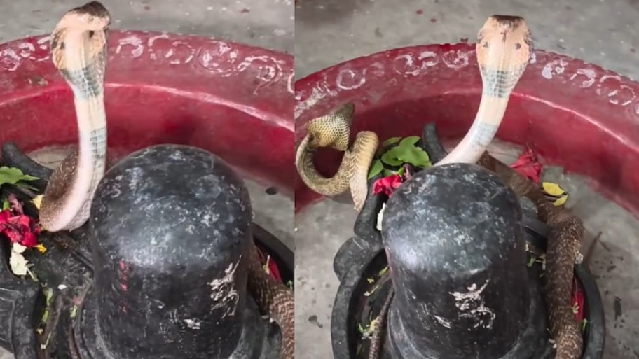 Snake wrapped around shivling video goes viral on social media pa ...