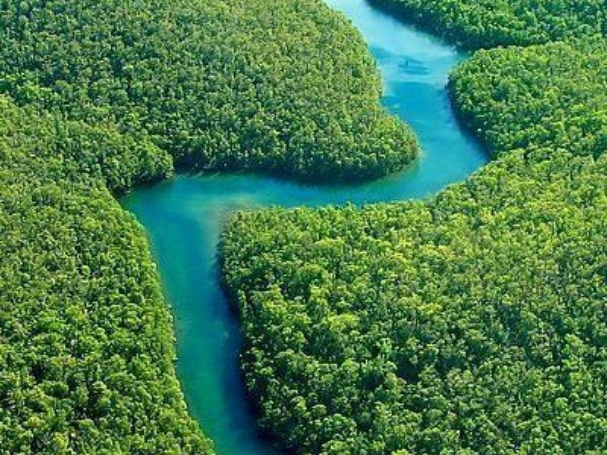 Most Shocking and unbelievable interesting facts of Amazon Forest old ...