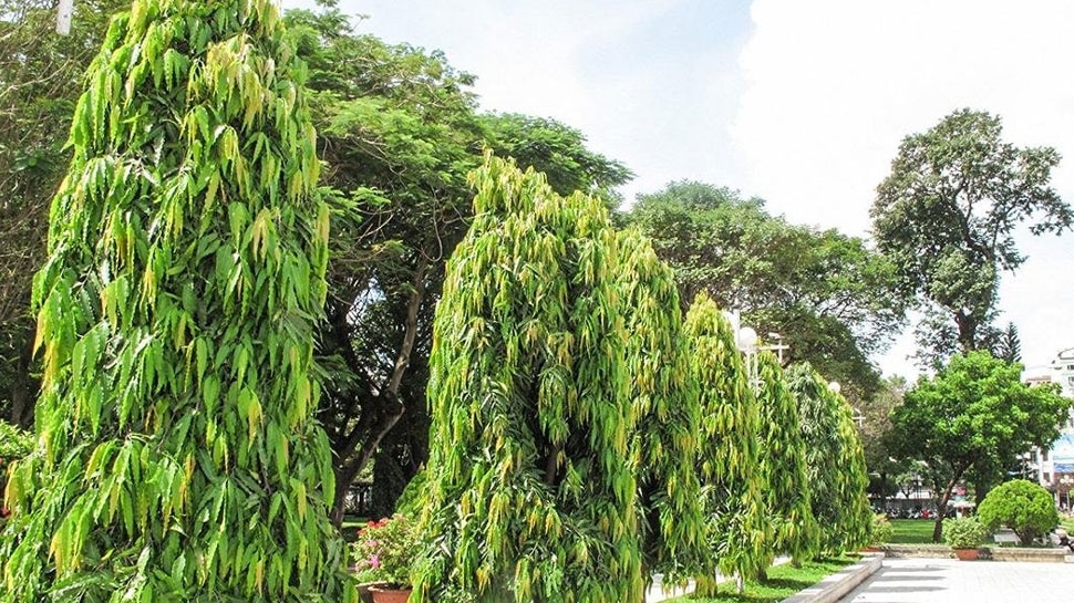 Plant amla and ashoka trees and get the vastu tips and benefits of ...