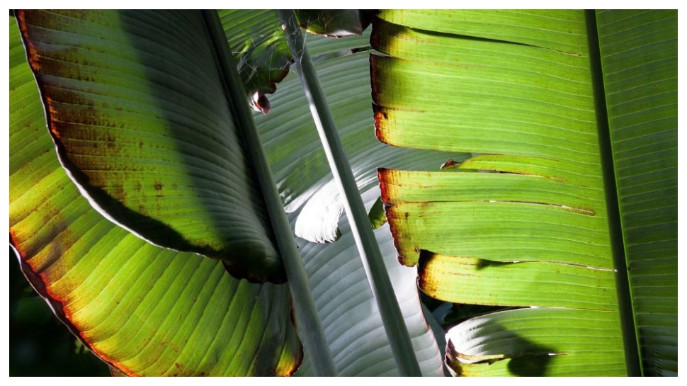 Hidden Benefits of banana leaf you may get surprised If You Know ...