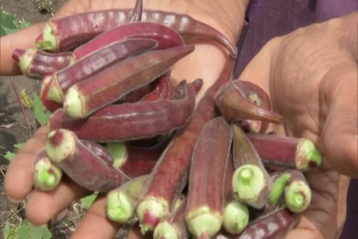 Unknown Facts About Red Colour Lady Finger | Red Colour Lady Finger ...