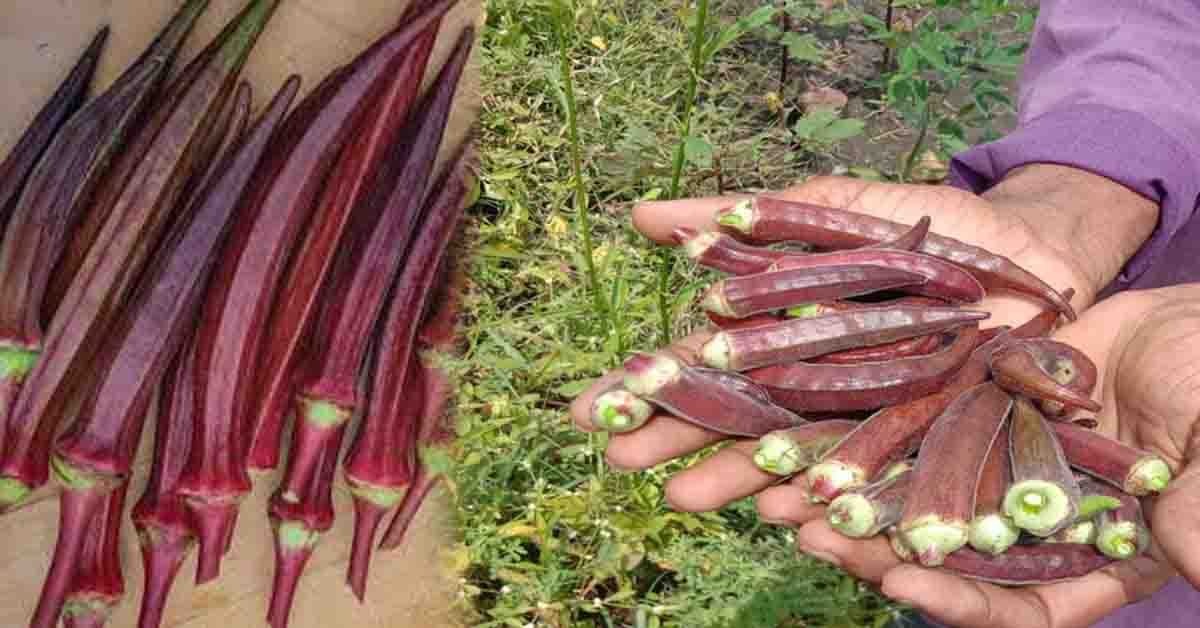 Unknown Facts About Red Colour Lady Finger | Red Colour Lady Finger ...