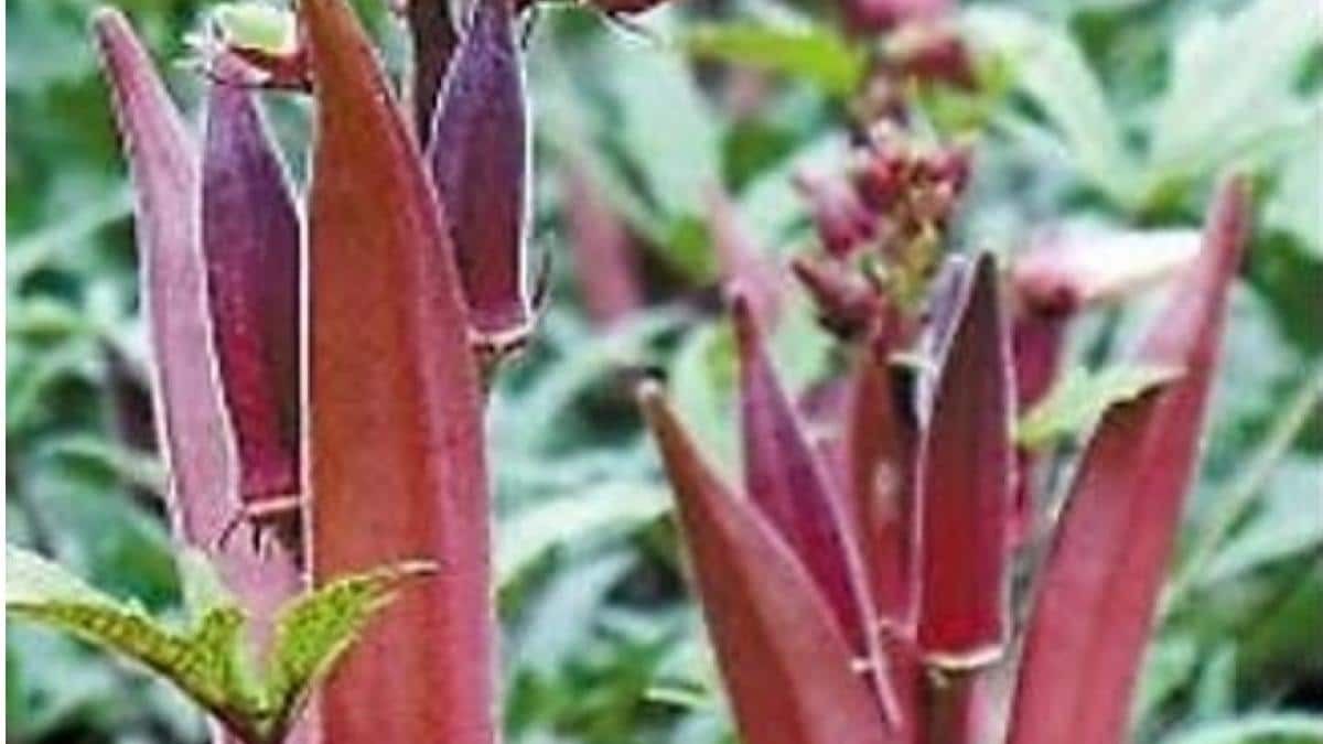 Unknown Facts About Red Colour Lady Finger | Red Colour Lady Finger ...