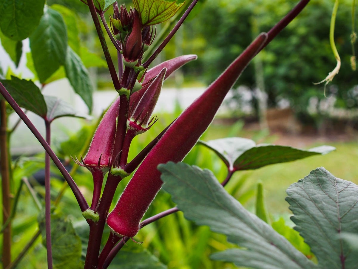 Unknown Facts About Red Colour Lady Finger | Red Colour Lady Finger ...