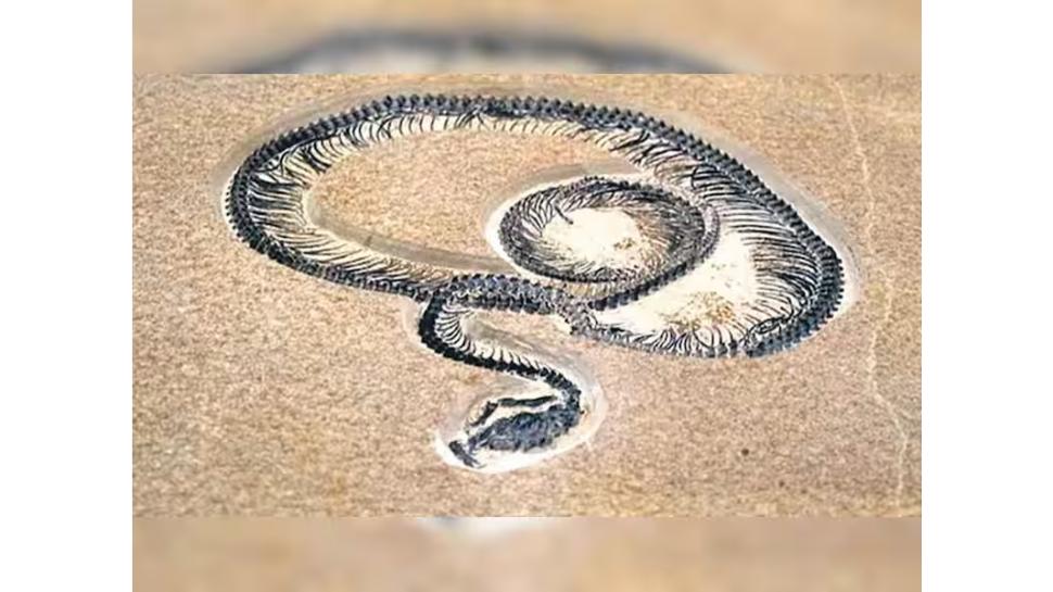 know Biggest Vasuki Indicus Snake in World 47 Million Year Old 50 Foot ...