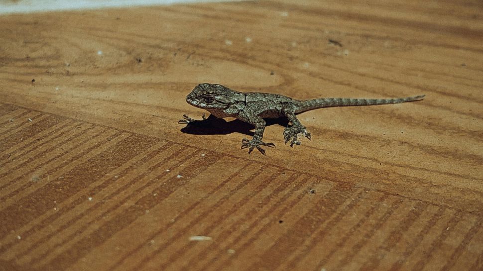 Black Lizard in House Meaning Is Seeing a Black Lizard Auspicious or ...