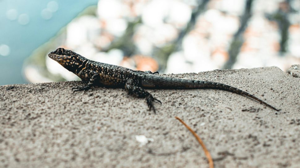 Black Lizard in House Meaning Is Seeing a Black Lizard Auspicious or ...