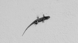 Black lizard in house meaning News in Telugu, Latest Black lizard in ...