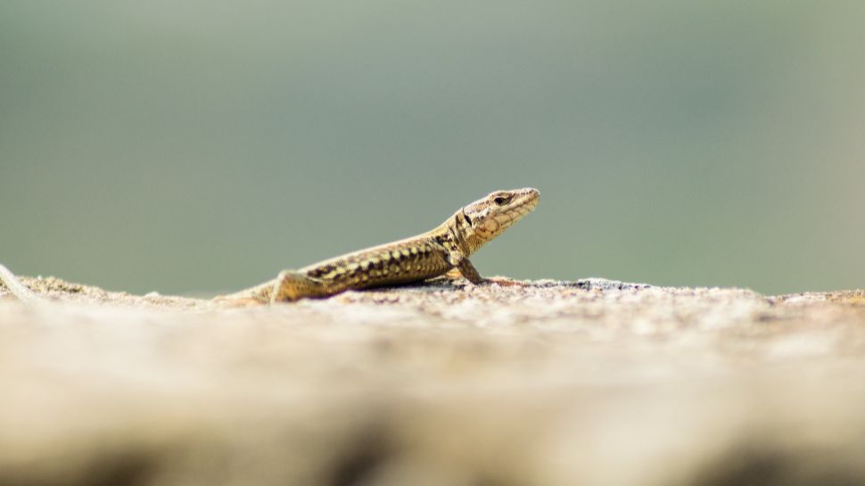 Black Lizard in House Meaning Is Seeing a Black Lizard Auspicious or ...