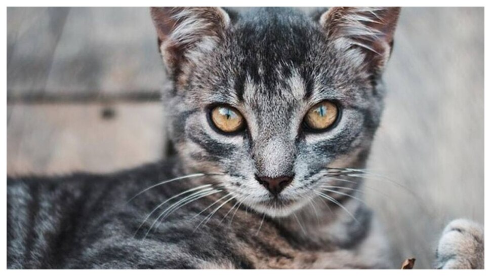 What Happens If you see Cat In Dream As Per Dream Science| Dream Science: మీకు కలలో పదేపదే పల్లి ...