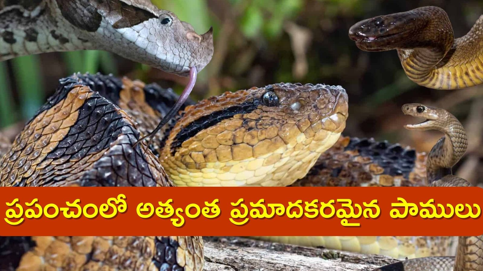 Most Dangerous Snakes | Most Dangerous Snakes: ప్రపంచంలో అత్యంత ...