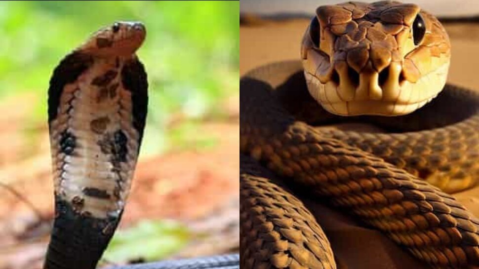 World Most poisonist snake here are the facts about king kobra ta ...