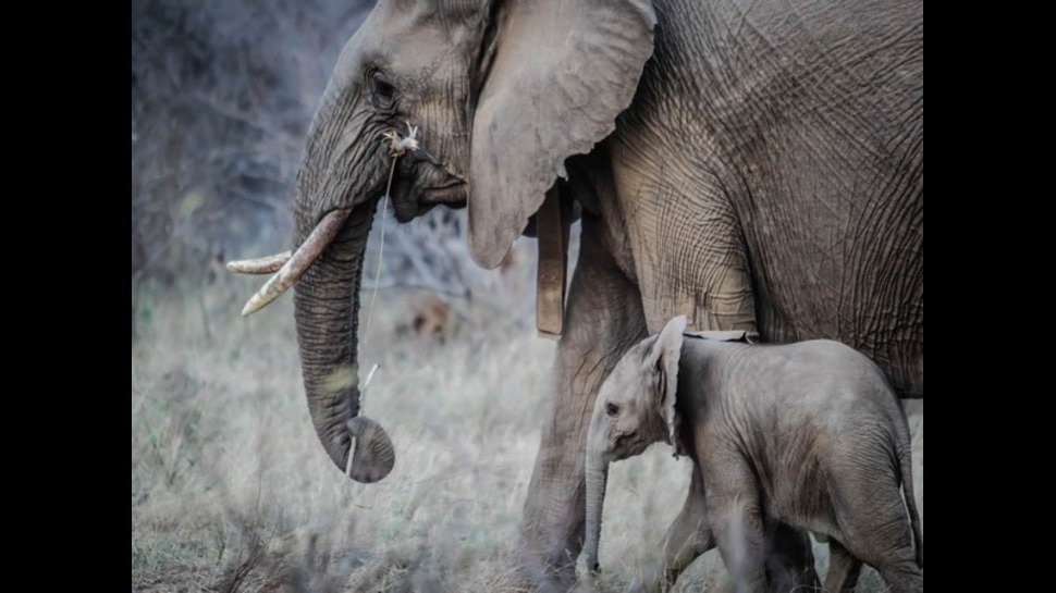 Amazing Facts Elephant Milk contain 60 percent of alcohol More than ...