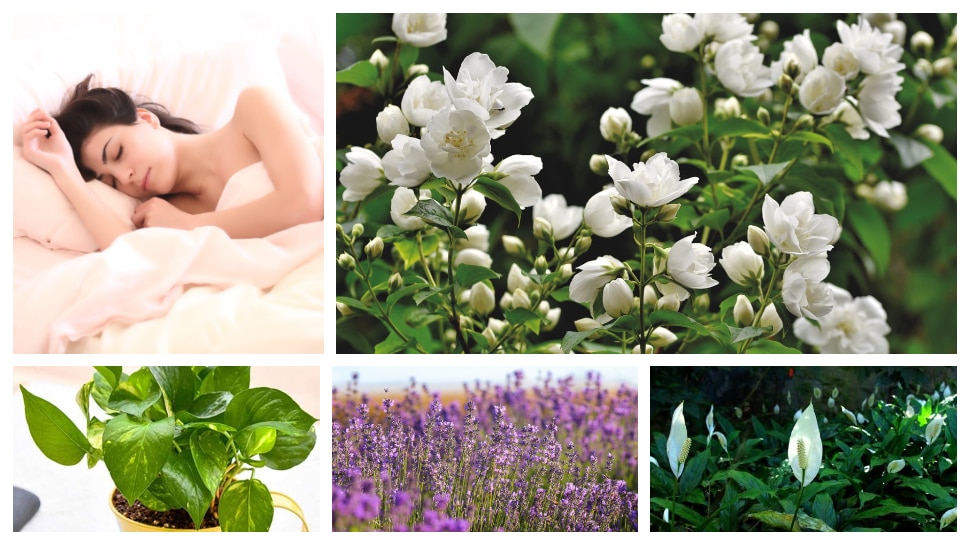 Plants For Good Sleep: Keep these 8 plants in your bedroom for better ...