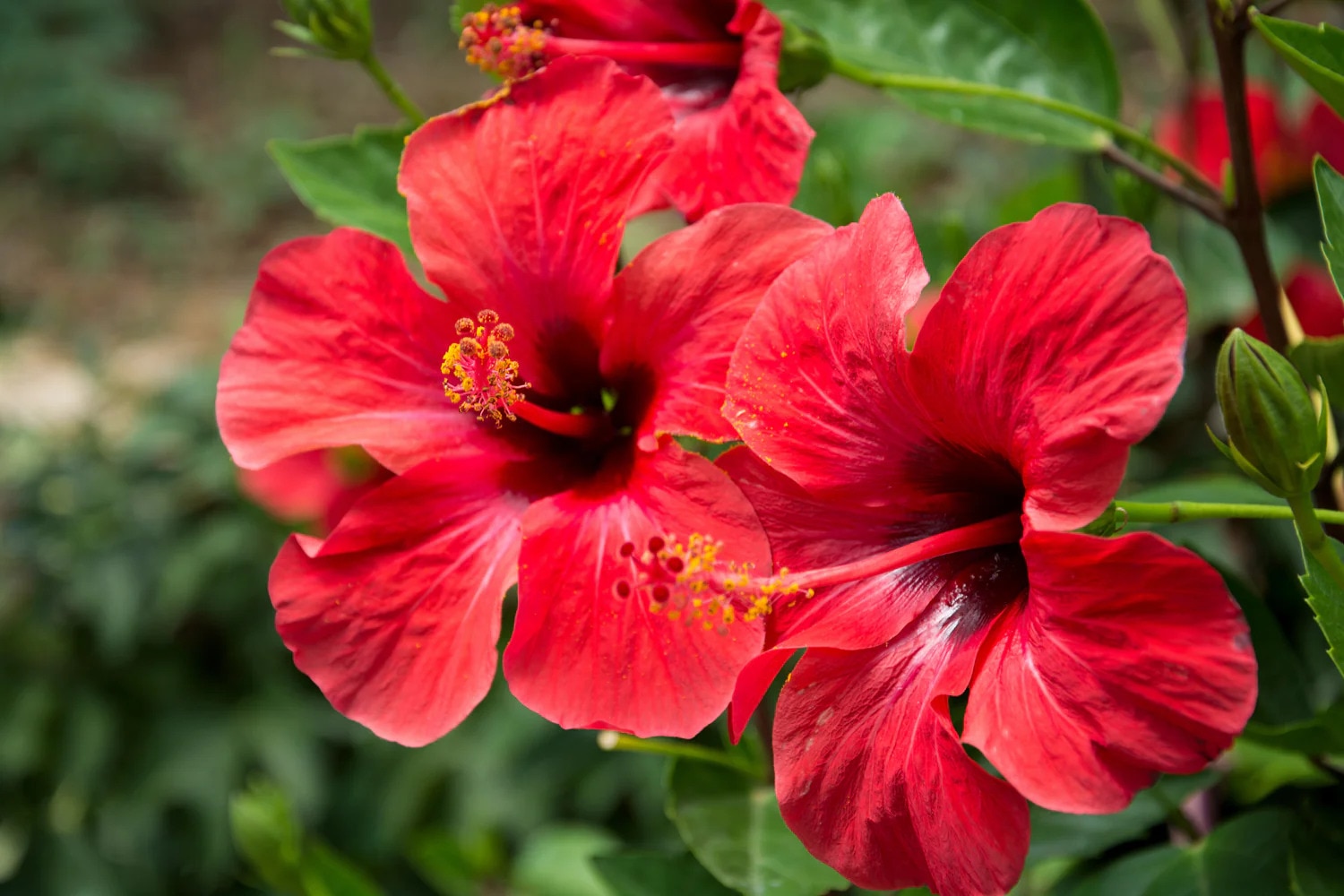 How Hibiscus Flower Helps Strengthen Your Hair vn | Hibiscus for strong ...