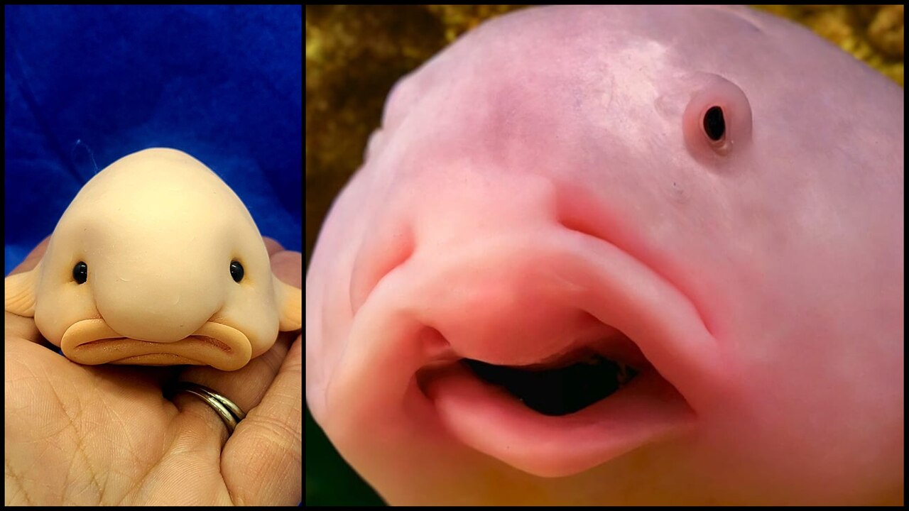 Blobfish Interesting Facts: Blobfish Interesting Facts Must Need To ...