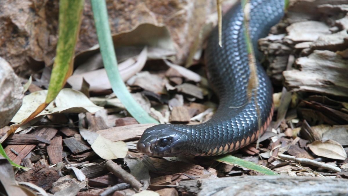 Snake color change: The Inland Taipan is the most venomous snake in the ...