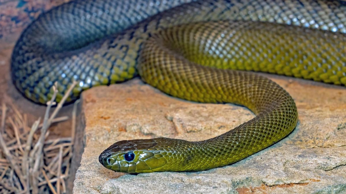 Snake color change: The Inland Taipan is the most venomous snake in the ...