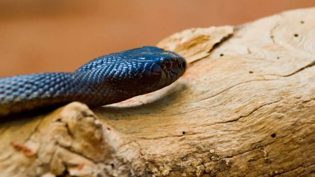 Snake color change: The Inland Taipan is the most venomous snake in the ...