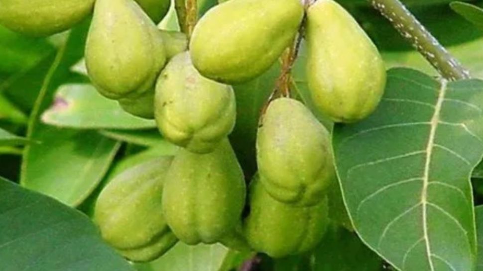 Karakkaya Health Benefits Cures 160 Diseases Ayurvedic Super Remedy ...