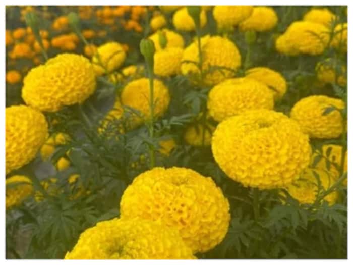 Marigold Flower unbelievable amazing health benefits get relief from ...