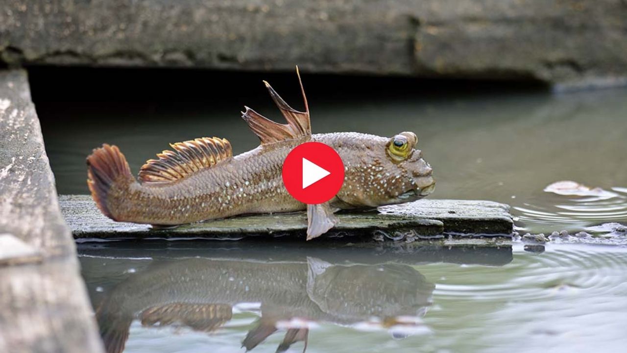 Walking Mudskipper Fish Real Rare Pics Goes To Viral In Social Media ...