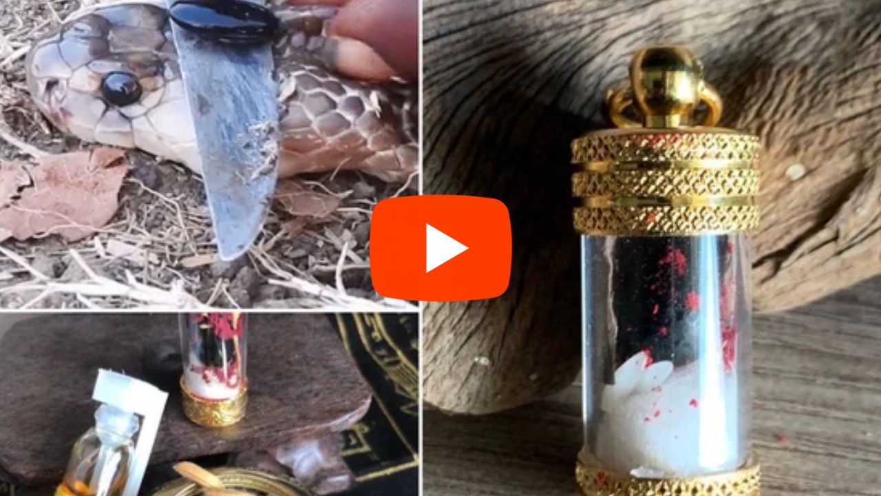 Do You Know How The Miraculous Powers Nagamani Head Of King Cobra ...