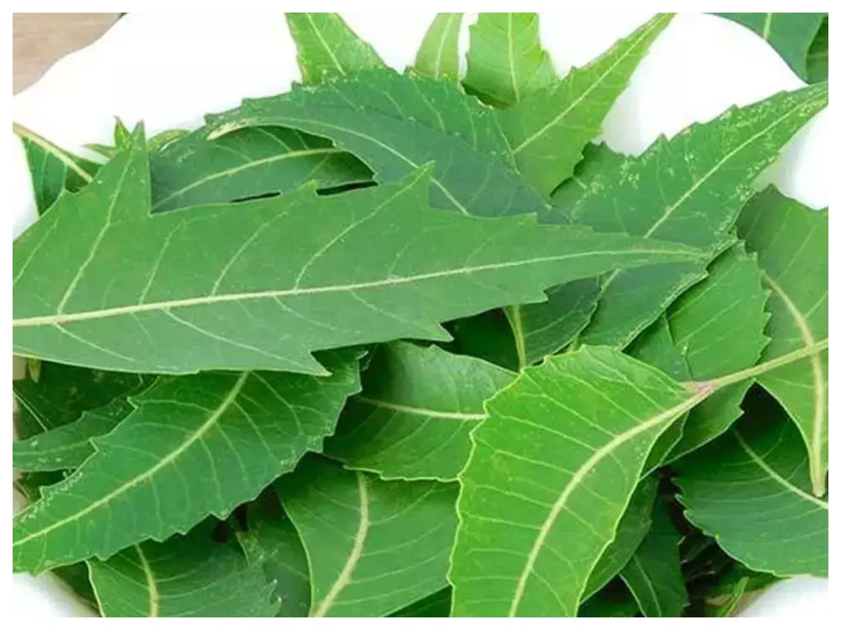 Neem Leaves Amazing Health Benefits 10 super benefits why you should ...