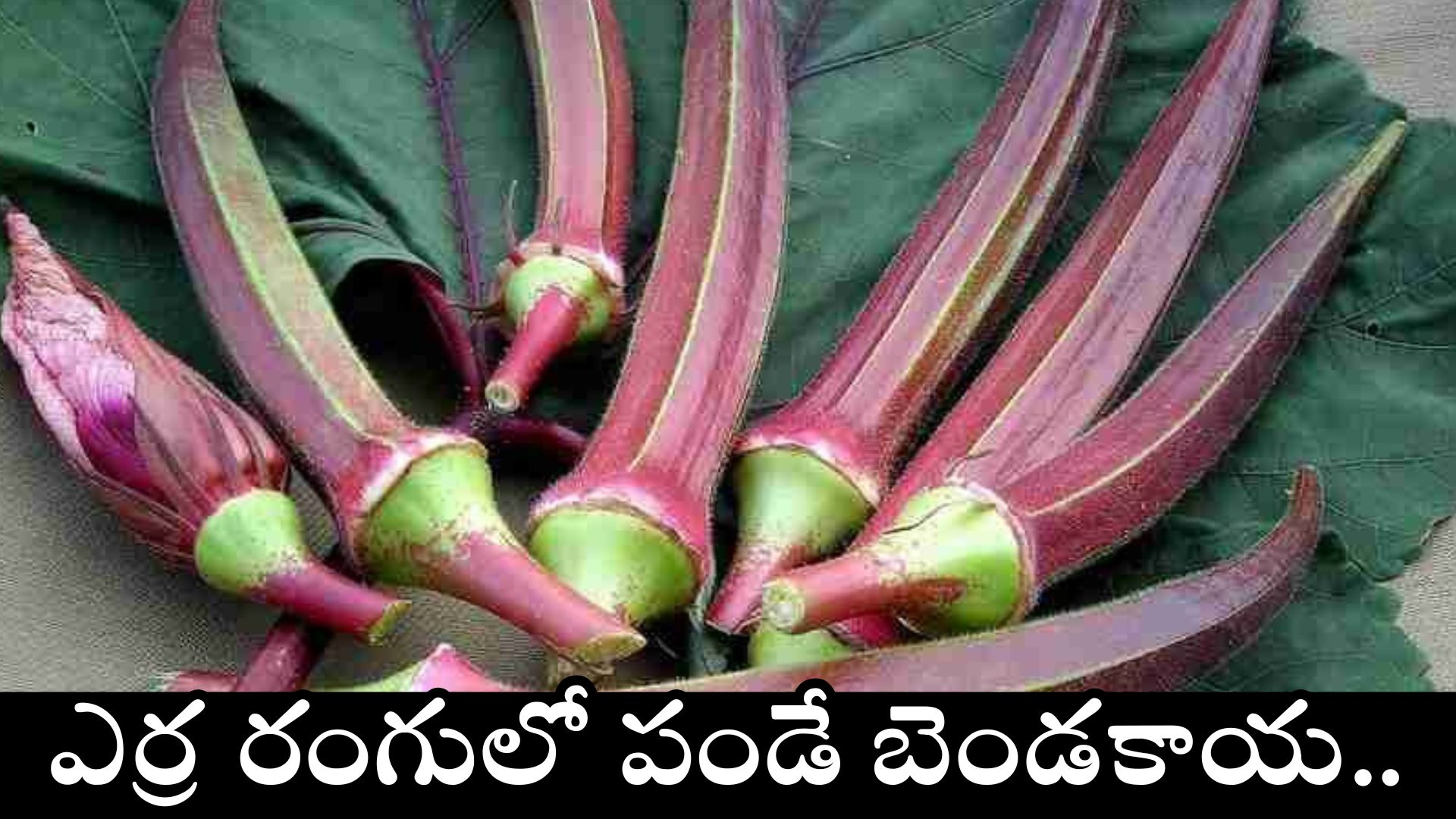 Unknown Facts About Red Colour Lady Finger | Red Colour Lady Finger ...